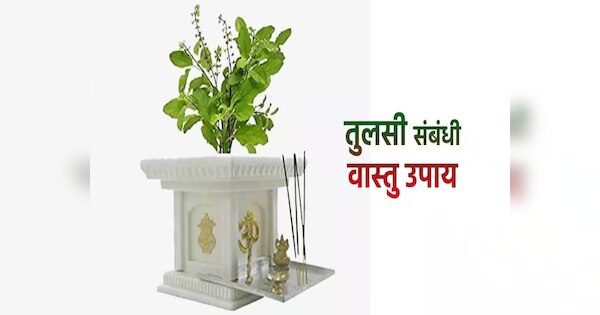 tulsi root upay tulsi root kept like this in the temple will be beneficial for financial gain ...