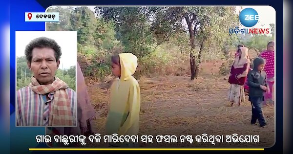 Elephant Terror in Deogarh Elephant kills calfs and goat watch this video