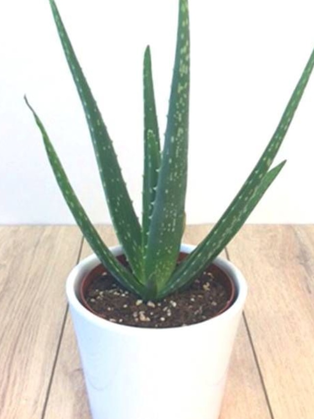 benefits of aloe vera plant in hindi bones acidity aloe vera ke ...