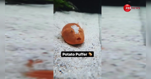 fish looks like potato changes its color under wate | आलू जैसी दिखती है ...