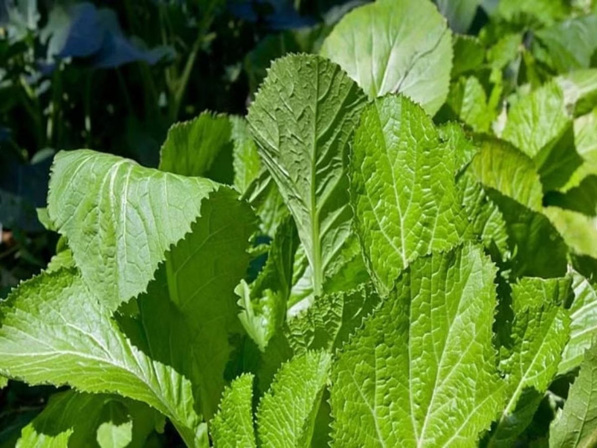Eat these 5 green leafy vegetables in winter you will get many benefits ...