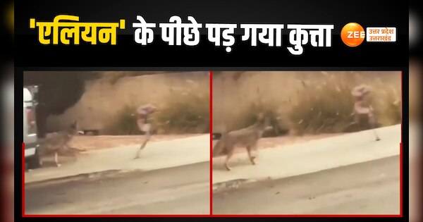 Dog seen chasing alien like creature in street video viral | Viral ...