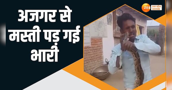 python bite man on face while he was teasing it video viral on internet ...