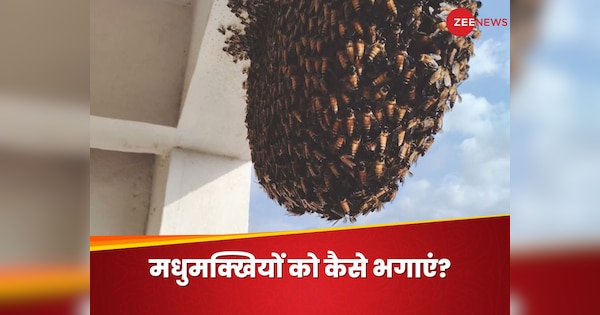 How To Remove Beehive From Balcony Home Madhumakhi ka chatta kaise ...