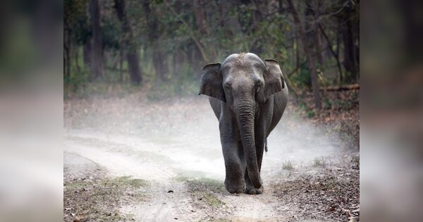 mElephant killed at Kendujhar truck collision