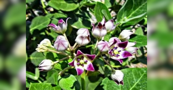 Aak Ke Upay Aak root can brighten luck with wealth happiness and ...