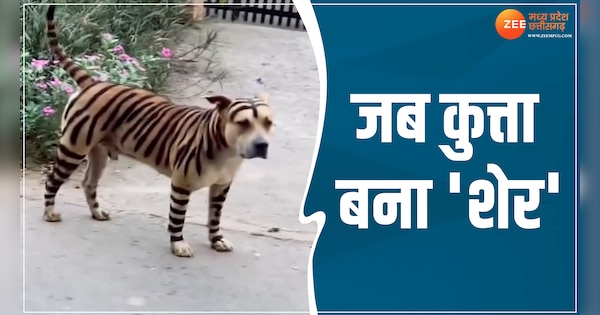 Dog Made On Social Media Viral Video Kutta Bana Sher | Kutte Ka Video ...