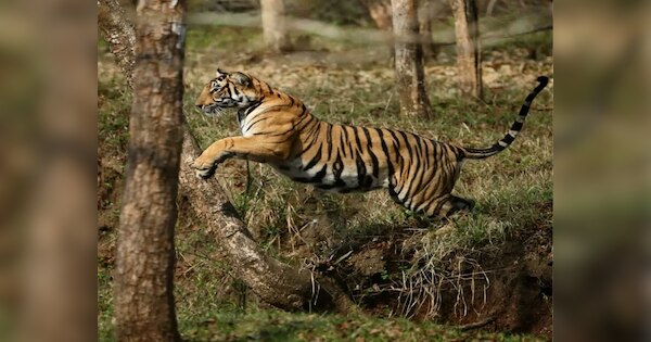 Leopard surrendered in front of tigress at Ranthambore Tiger Century ...