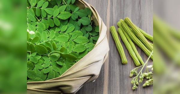 Moringa leaves are treasure of nutrition drumstick benefits in hindi ...