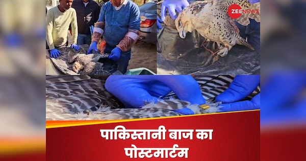 Pakistani Hawk died in Jaisalmer Rajasthan Indian Army BSF India ...