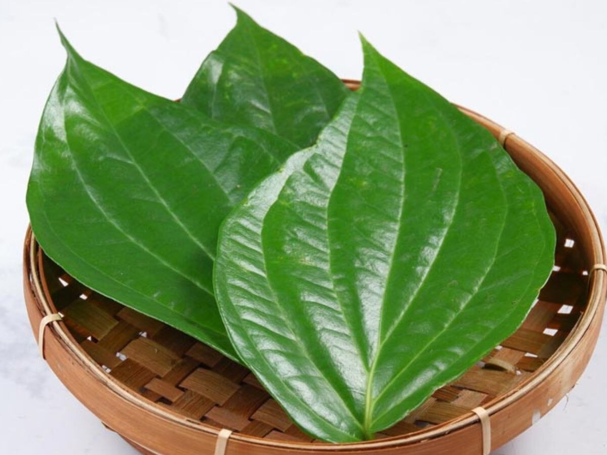 know Benefits of Betel Leaves paan ke patte ke fayde good for health ...