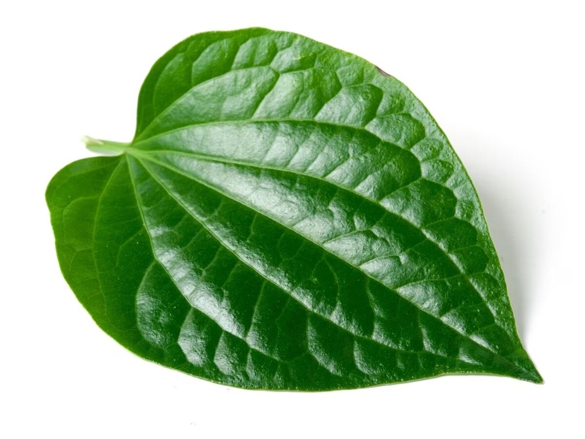 know Benefits of Betel Leaves paan ke patte ke fayde good for health ...