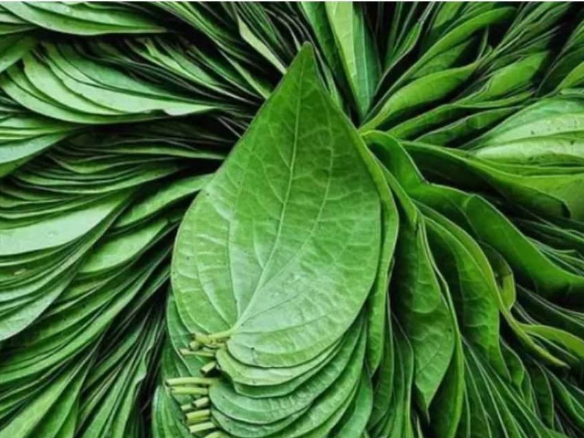 know Benefits of Betel Leaves paan ke patte ke fayde good for health ...