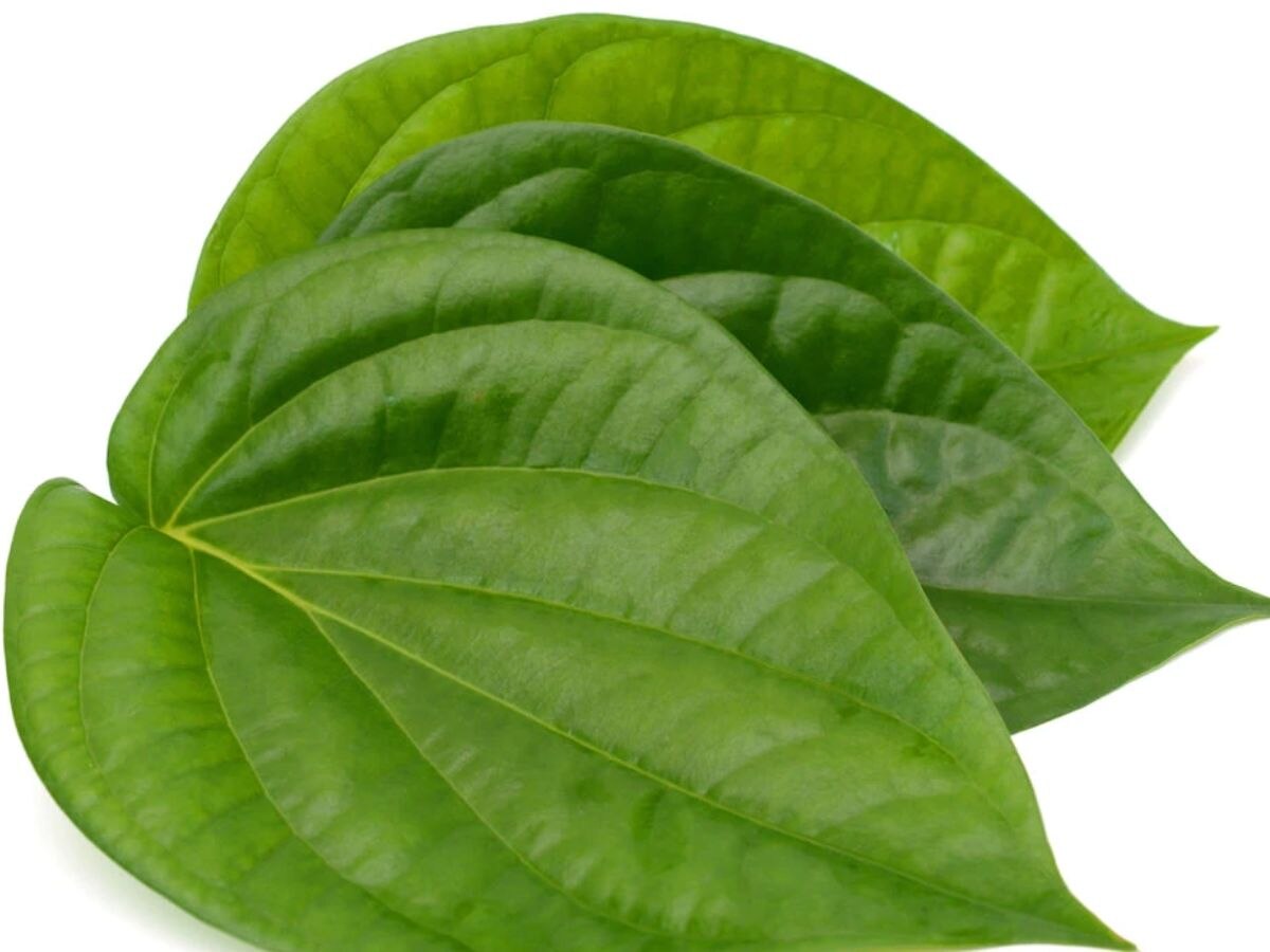 know Benefits of Betel Leaves paan ke patte ke fayde good for health ...