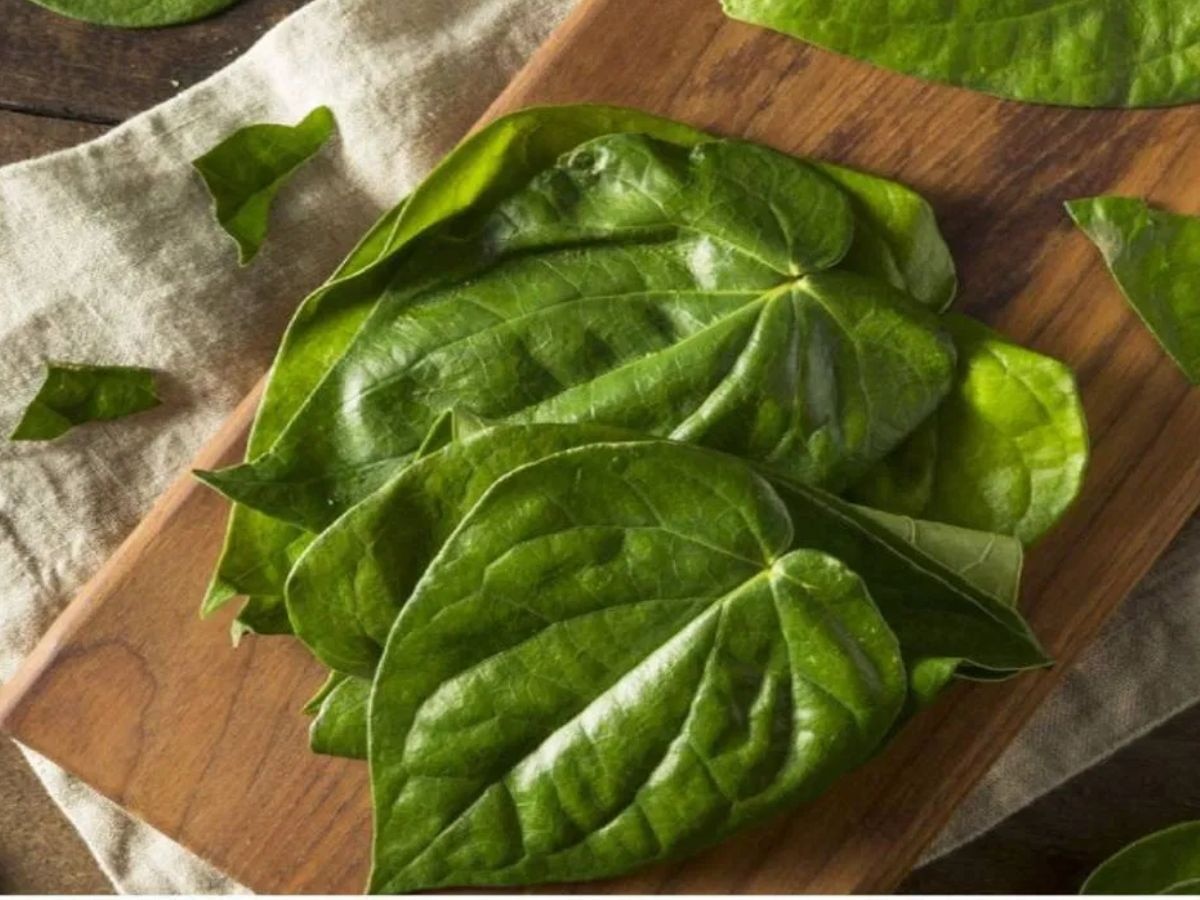 know Benefits of Betel Leaves paan ke patte ke fayde good for health ...