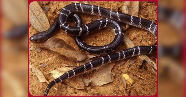 Knowledge Wildlife Do snakes have brain know Amazing Facts of Snake ...