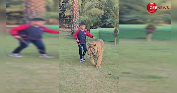 little boy hold enormous chained tiger what happened next will give you ...
