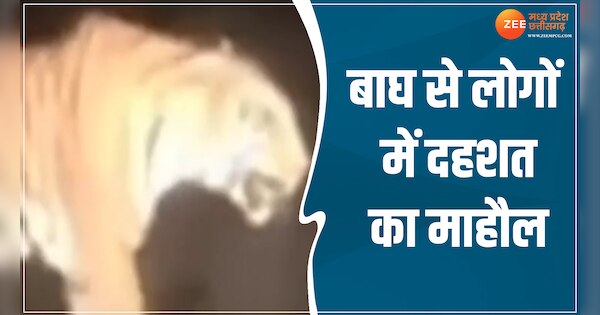 shivpuri news Video of tiger roaming viral on social media bagh se dehsat | Tiger Video: बाघ के ...