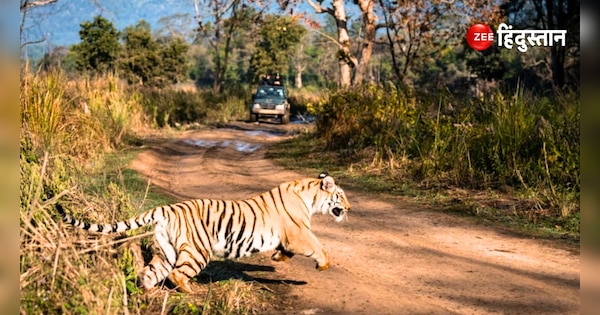 Tiger and tigress seen in Sariska Tiger Reserve of Rajasthan ...