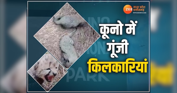 Screams echoed in Kuno National Park Cheetah Asha gave birth to 3 cubs ...