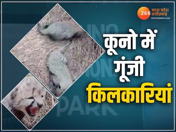 Screams echoed in Kuno National Park Cheetah Asha gave birth to 3 cubs ...