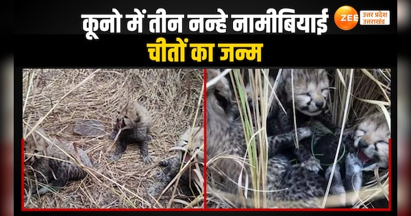 Namibian female Cheetah Asha in kuno national park gave birth to 3 cubs ...