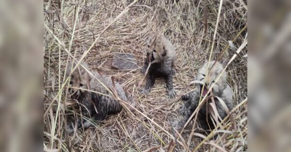 Madhya pradesh Three cubs born to Namibian cheetah Asha Kuno National ...
