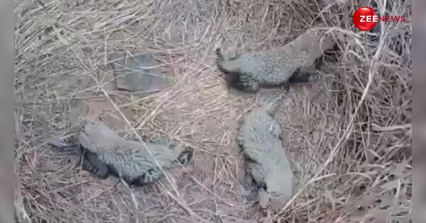cheetah Asha from Namibia gave birth to 3 children | कूनो में गूंजी ...