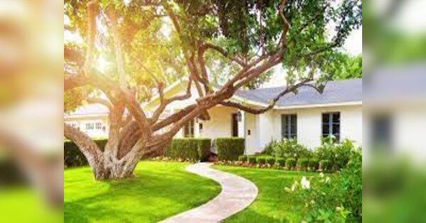 gular ped ke upay these astro remedies of gular plant will make you ...