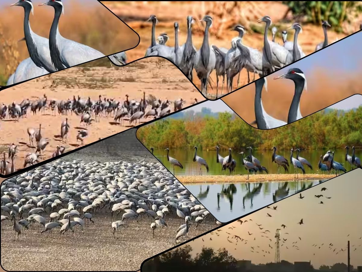 National Birds Day Foreign bird Kurja in jodhpur Phalodi also liked ...