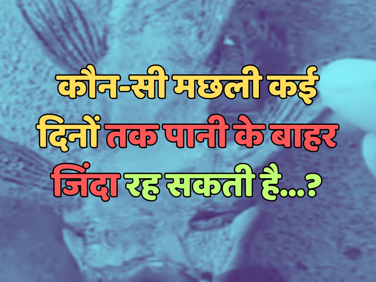 Trending Quiz कौन सी मछली कई दिनों तक पानी के बाहर जिंदा रह सकती है