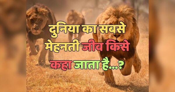 Trending Quiz दुनिया का सबसे मेहनती जीव किसे कहा जाता है Trending