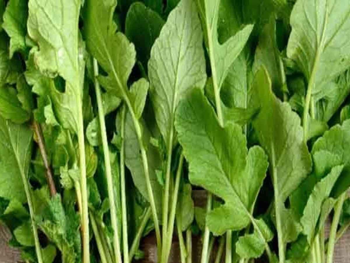 mooli ke patte ke fayde Radish leaves benefits in winter how to eat ...