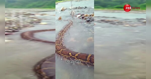 man was chasing python roaming in water got brutally attack | पानी में ...