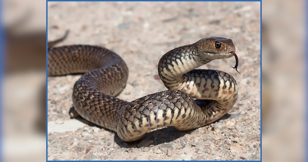 Knowledge King Kobra Amazing Facts Many claims made that snake age is ...