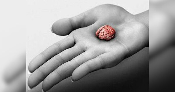 Science news scientists developed first mini brain from human foetal ...