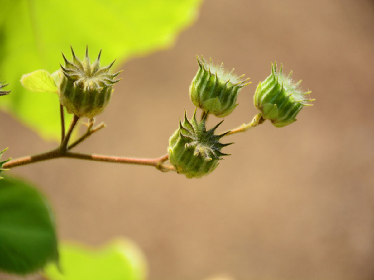 Health News benefits of Atibala for cough and energy | रोज खाएं इस पौधे ...