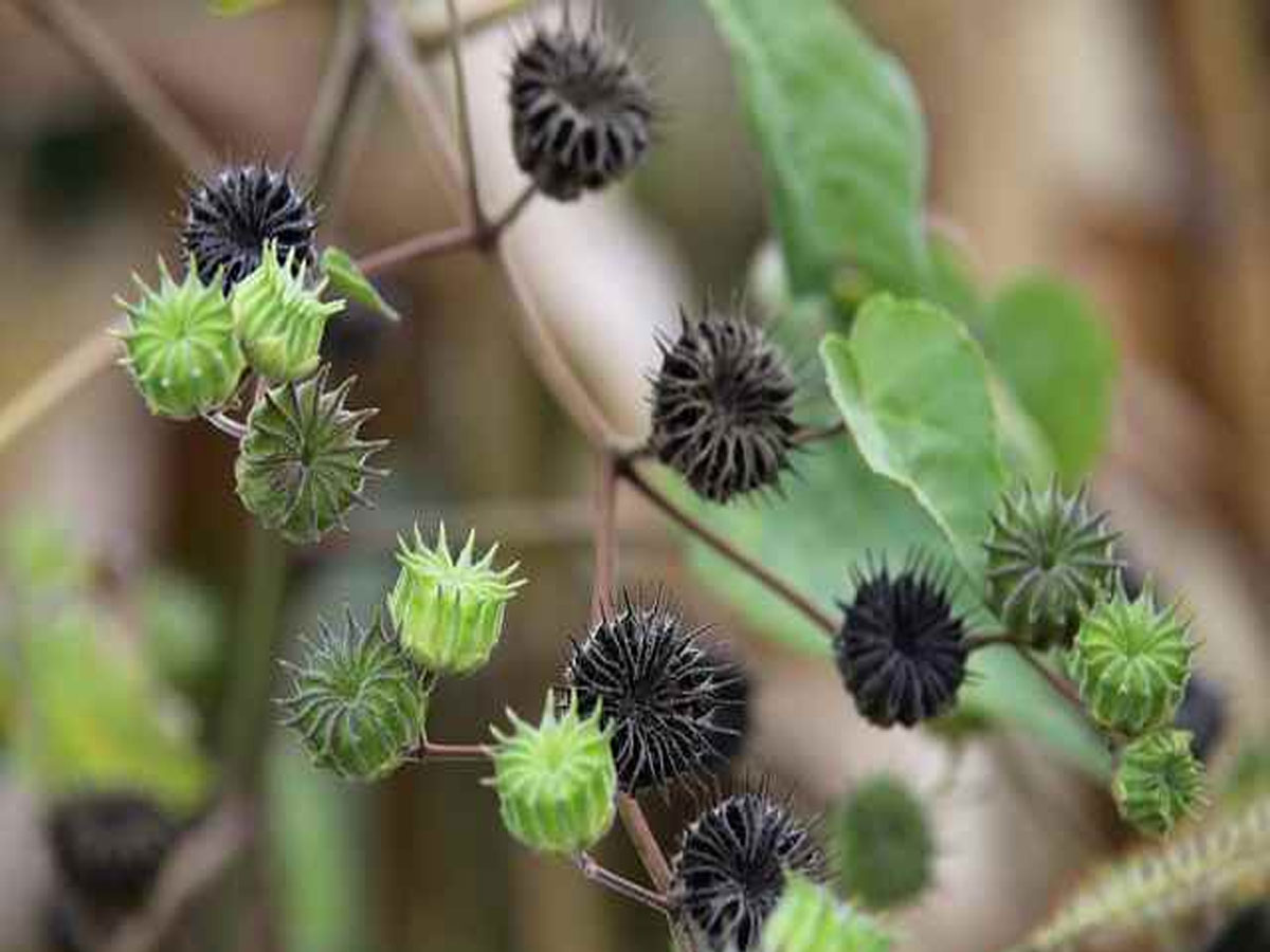 Health News benefits of Atibala for cough and energy | रोज खाएं इस पौधे ...