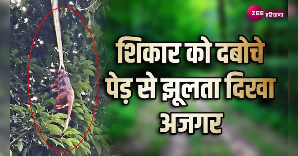 python Hanging pre On Tree Azgar Ka Video Python Ka Video Ped Par Latka ...