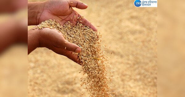 Paddy Price: ਪੰਜਾਬ ਸਰਕਾਰ ਵੱਲੋਂ ਝੋਨੇ ਦਾ ਭਾਅ 3284 ਰੁਪਏ ਦੇਣ ਦੀ ਮੰਗ