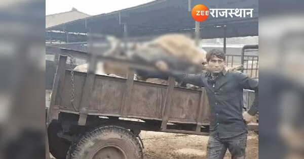 184 cows died in Kota cow shed in 10 days those responsible are sniping ...