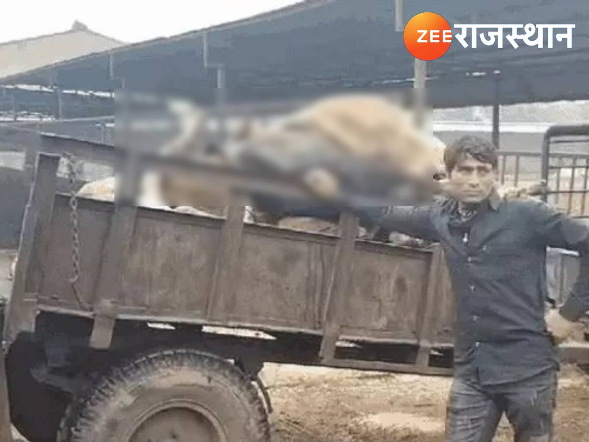184 cows died in Kota cow shed in 10 days those responsible are sniping ...