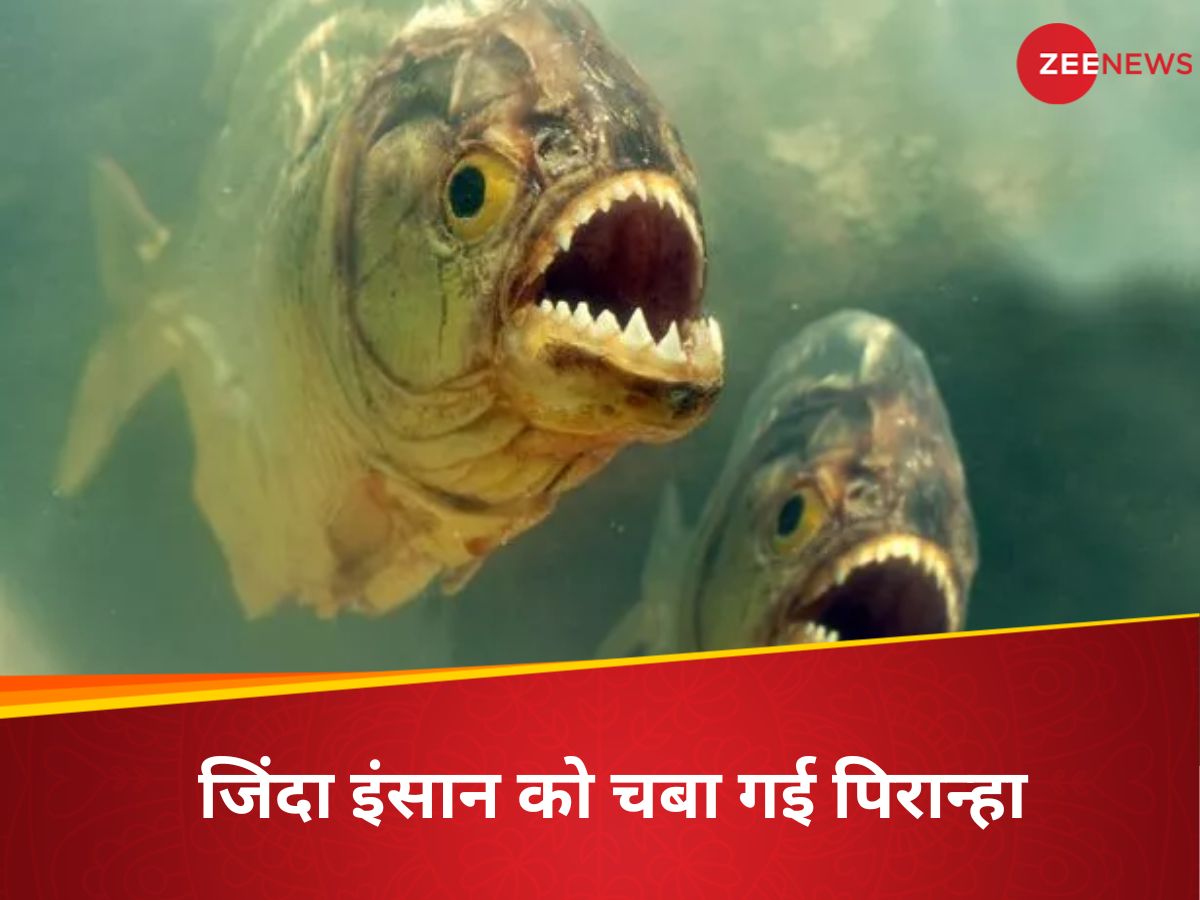 Piranha killed Odair Rash 46-year-old fisherman near Costa Marques in ...