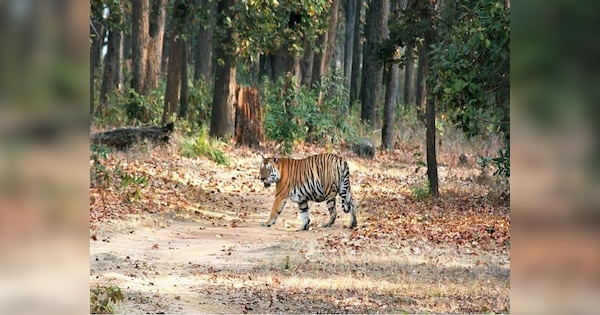 Jharkhand Tiger returns in Hazaribagh Wildlife Sanctuary forest ...