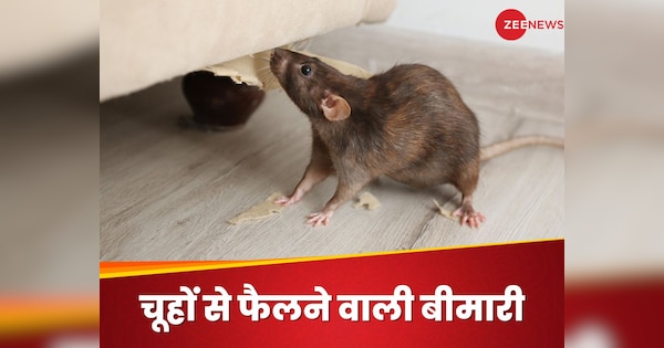 5 diseases spread by rats look like cold and cough it can be fatal know ...