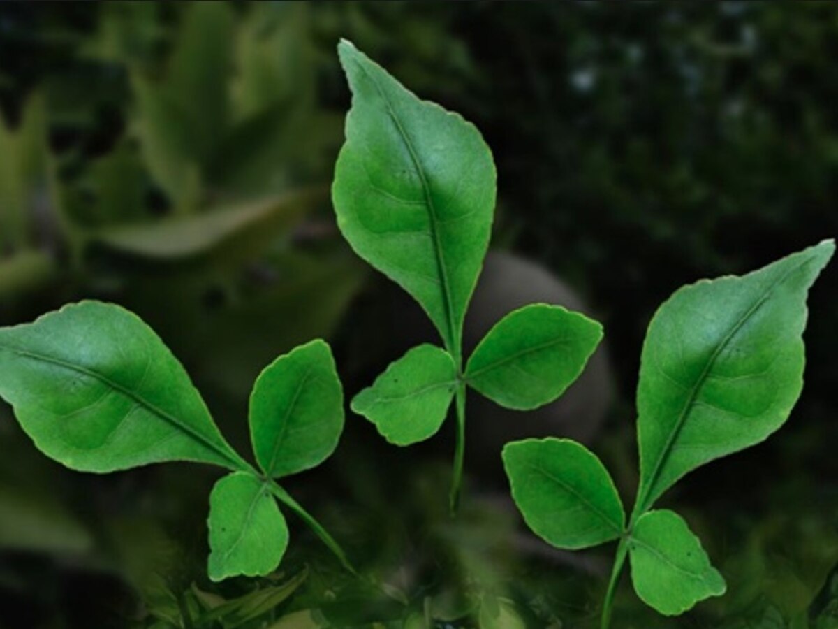 makar sankranti puja vidhi in hindi arthik tangi ke upay bel patra ke ...