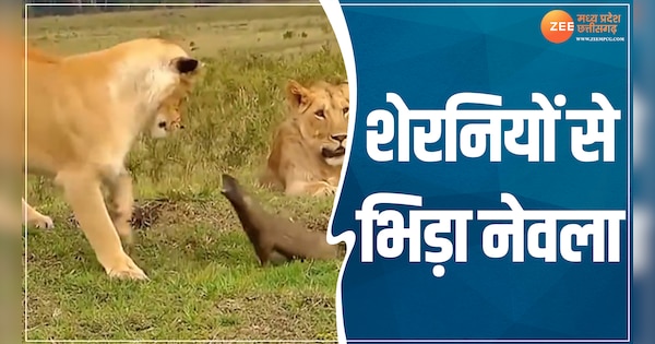 Wildlife Video: शेरनियों से भिड़ा नेवला, झुंड की हालत हुई खराब; देखें ...