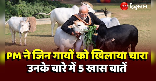 pm narendra modi feed cows on makar sankranti know about punganur cow ...