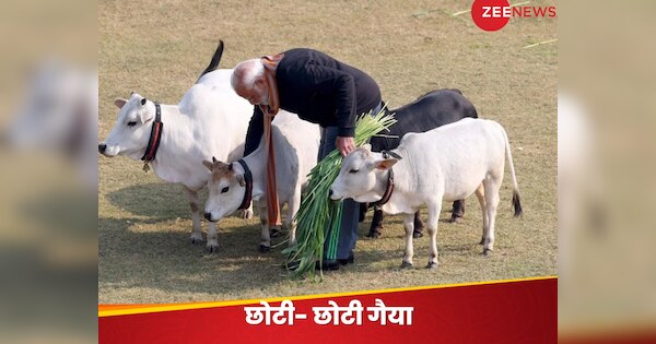 world most dwarf cattle Andhra Pradesh Punganur Cow Features and ...