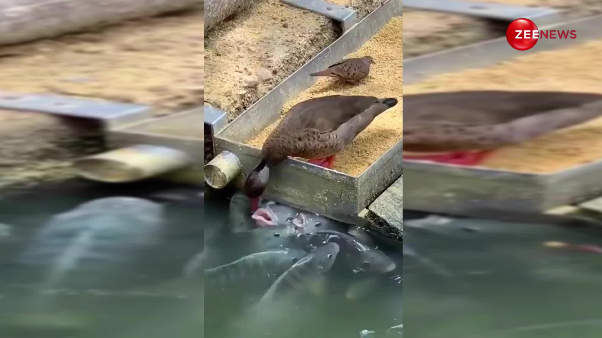 friendship video of duck feeding fish is going viral | इंटरनेट पर छा गई ...